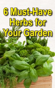 A Guide to Successfully Growing Herbs Outside - Countryside